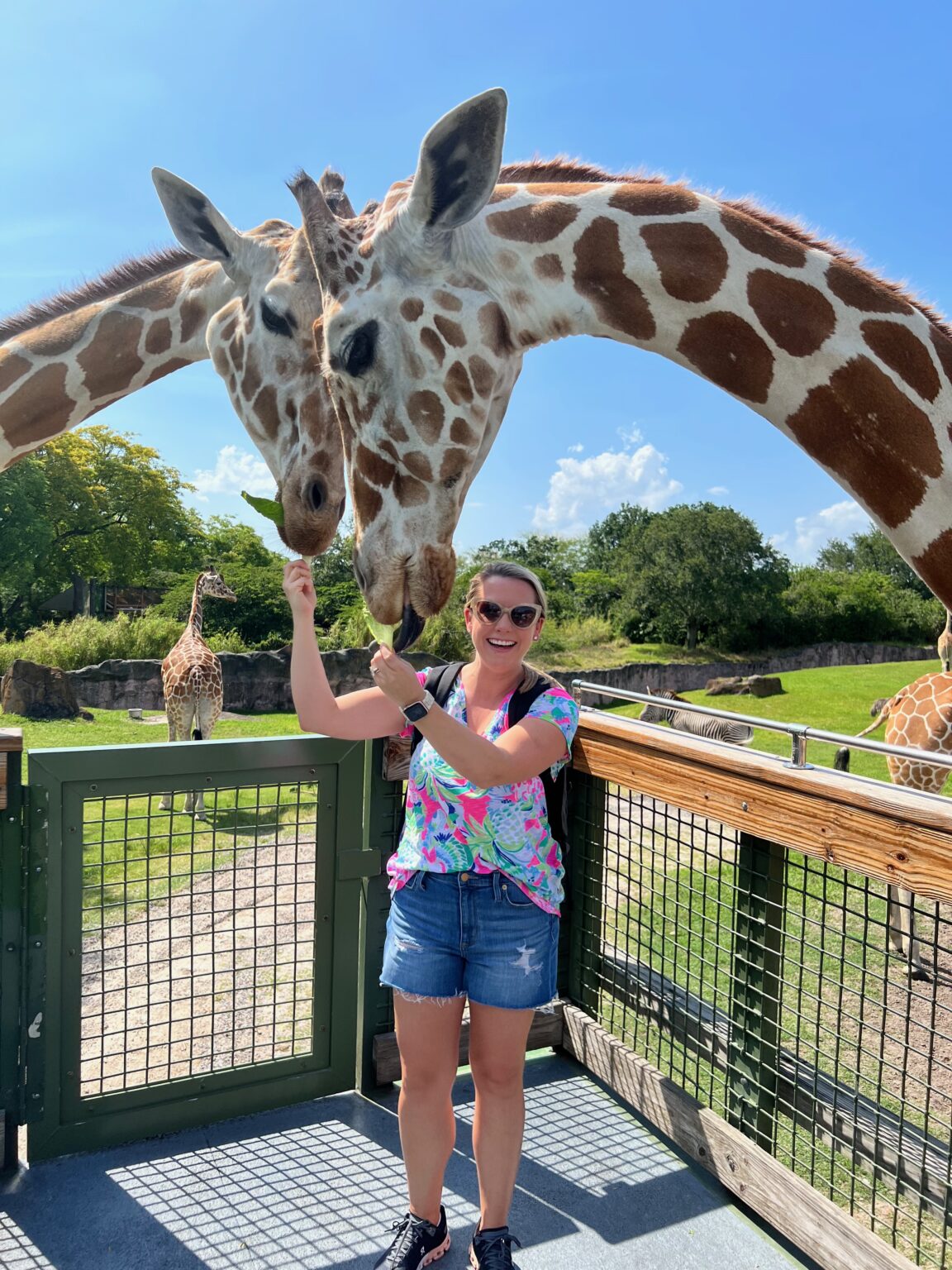 Busch Gardens: What to know before you go - All About the Mom